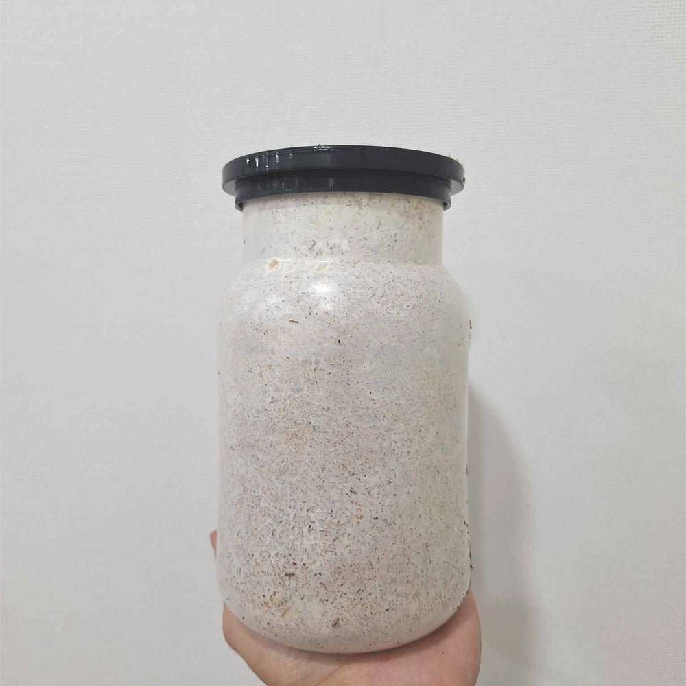 Kawaratake Kinshi: The choice for most stag beetle larvae – Beetle Saga